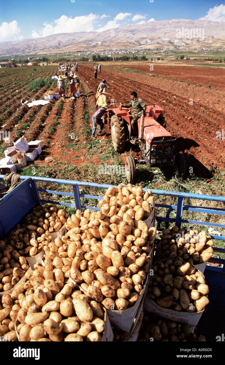 Potato harvest Bekaa Valley Lebanon Middle East Stock Photo - Alamy