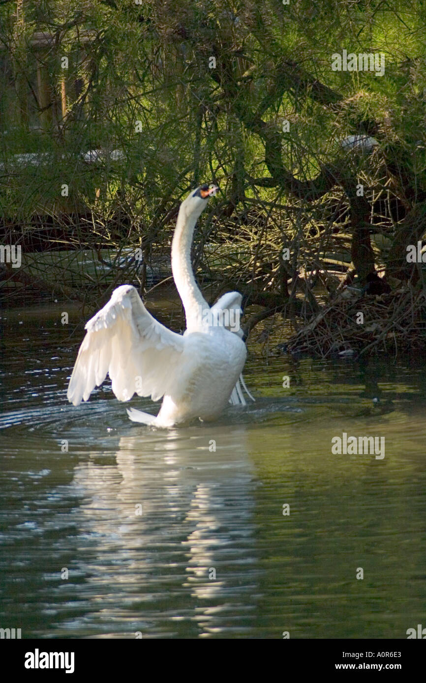 White swan crying with wings spread rising above the water Stock Photo ...
