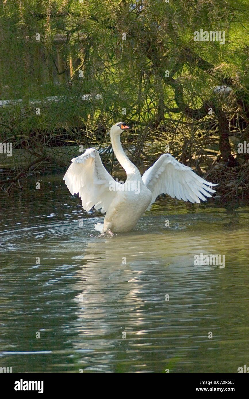 White swan crying with wings spread rising above the water Stock Photo - Alamy