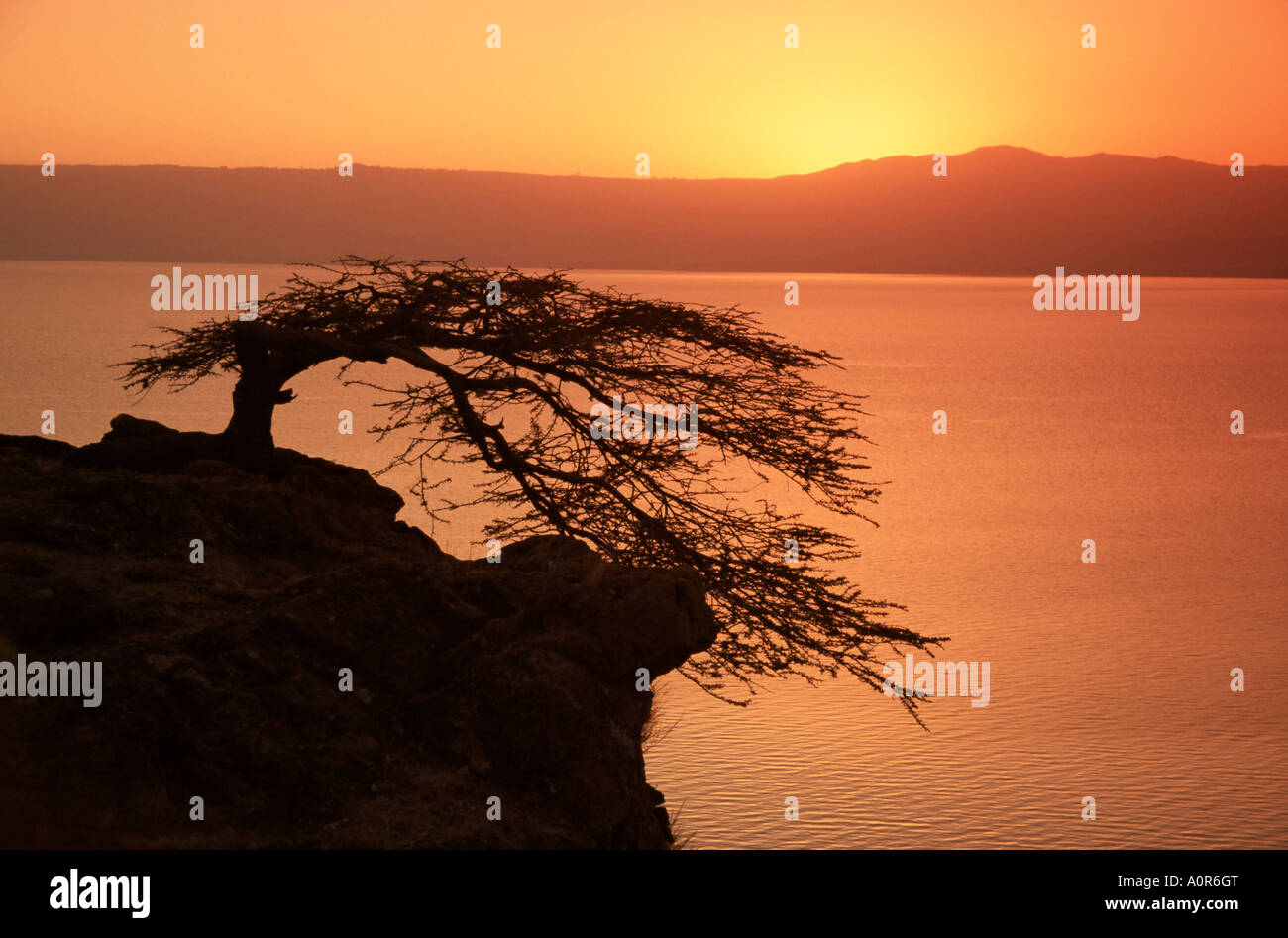 Acacia tree silhouetted against lake at sunrise Lake Langano Ethiopia ...