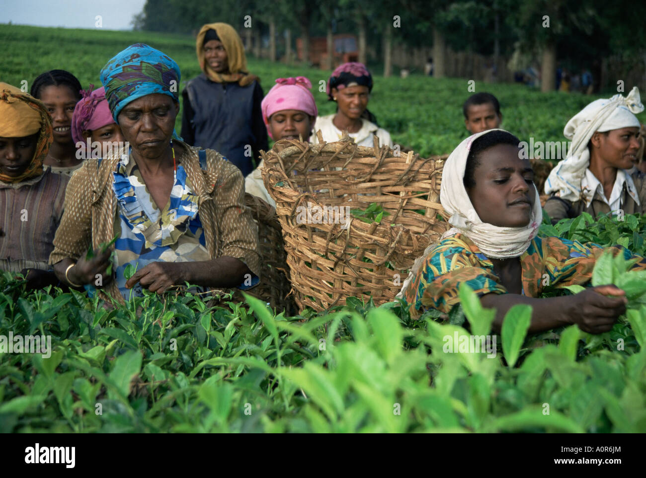 American tea plantation hi-res stock photography and images - Alamy