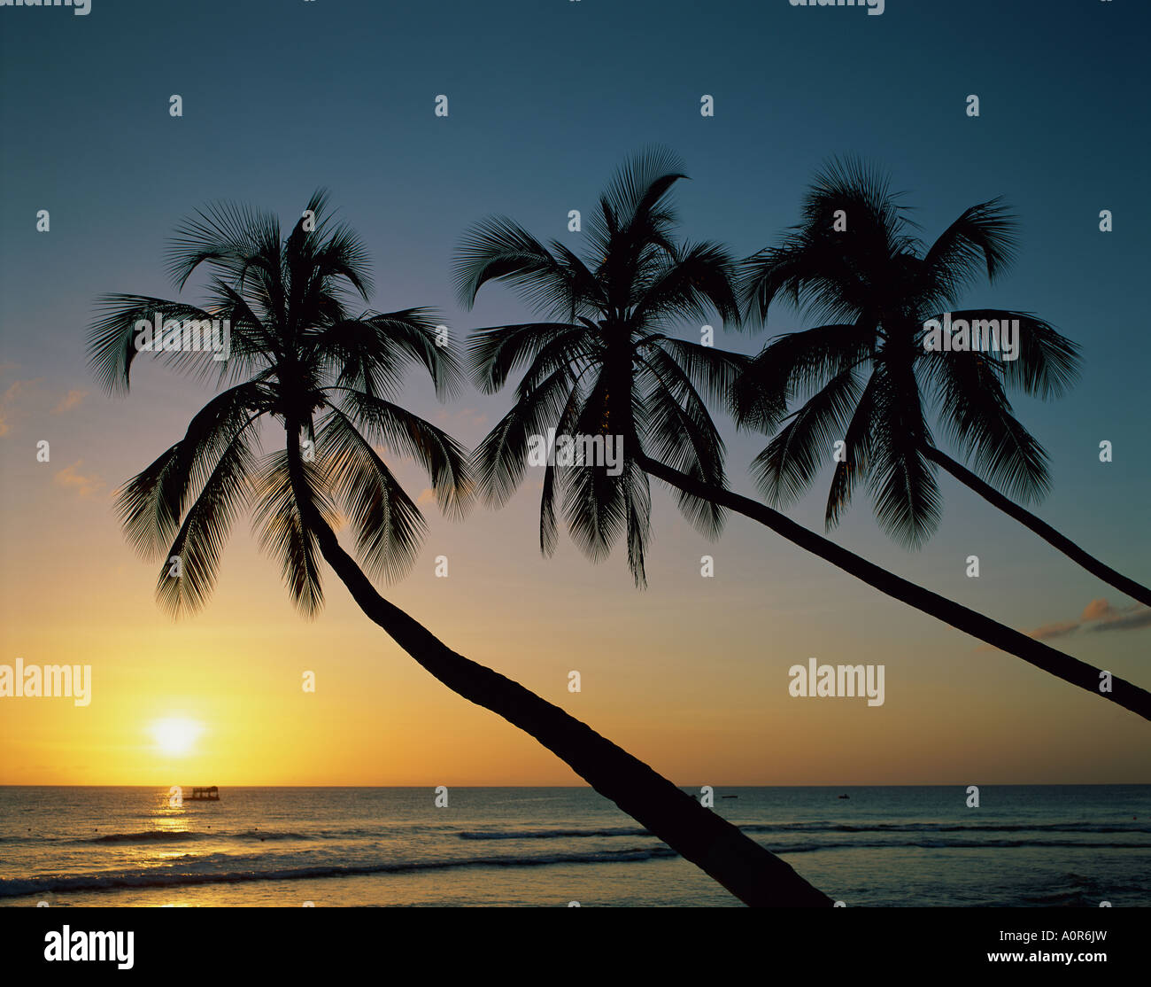 Palm trees sunset Stock Photo - Alamy