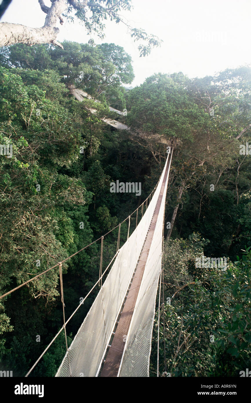 Walkway strung through the treetop canopy of the rainforest Explorama ...