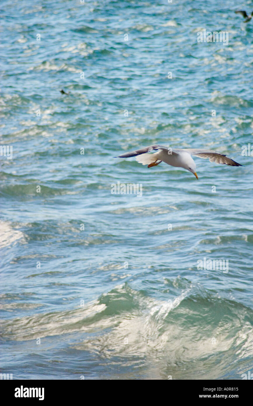Top-side view of seagull flying over the sea Stock Photo - Alamy