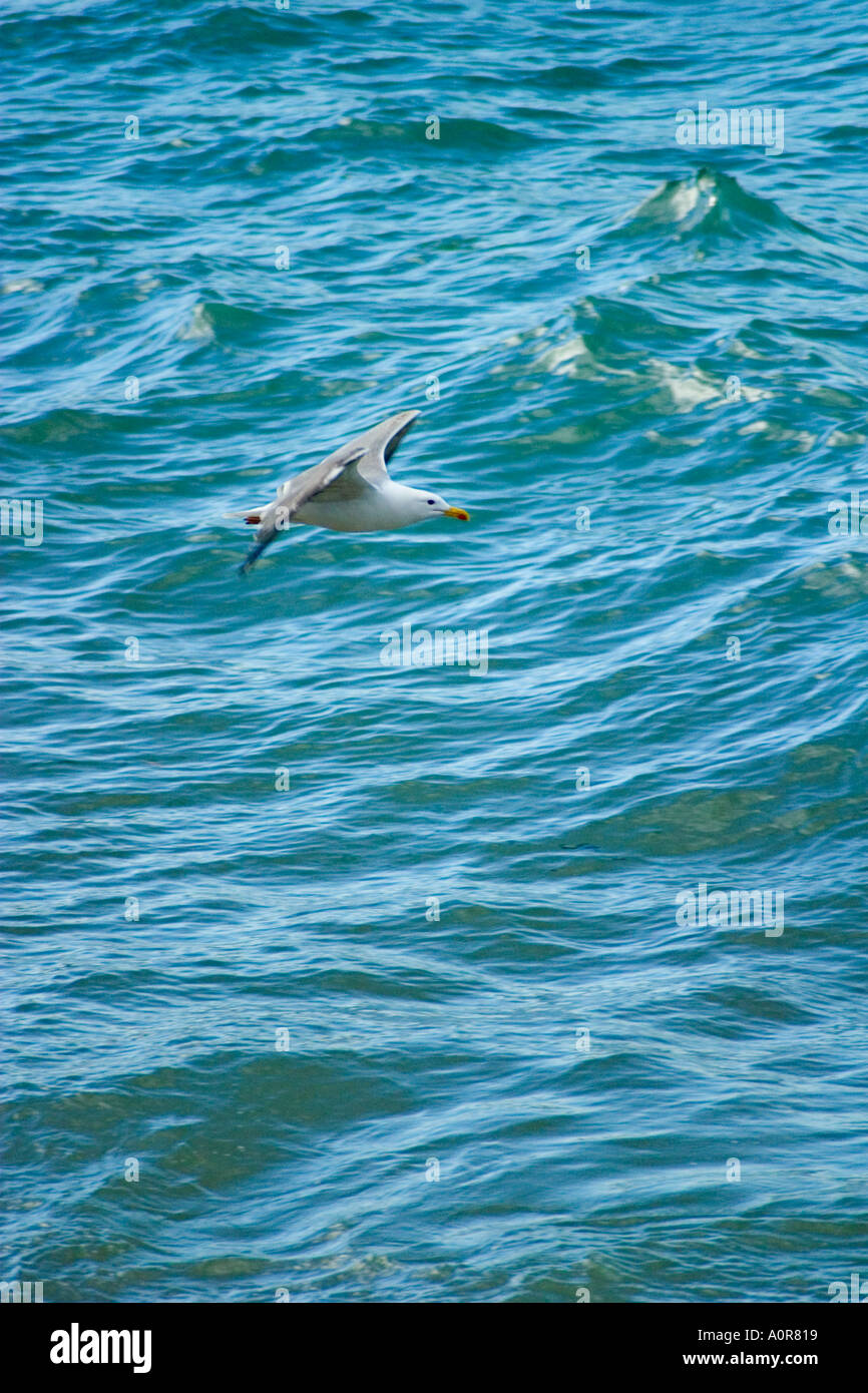 Side-view of seagull flying over the sea Stock Photo - Alamy