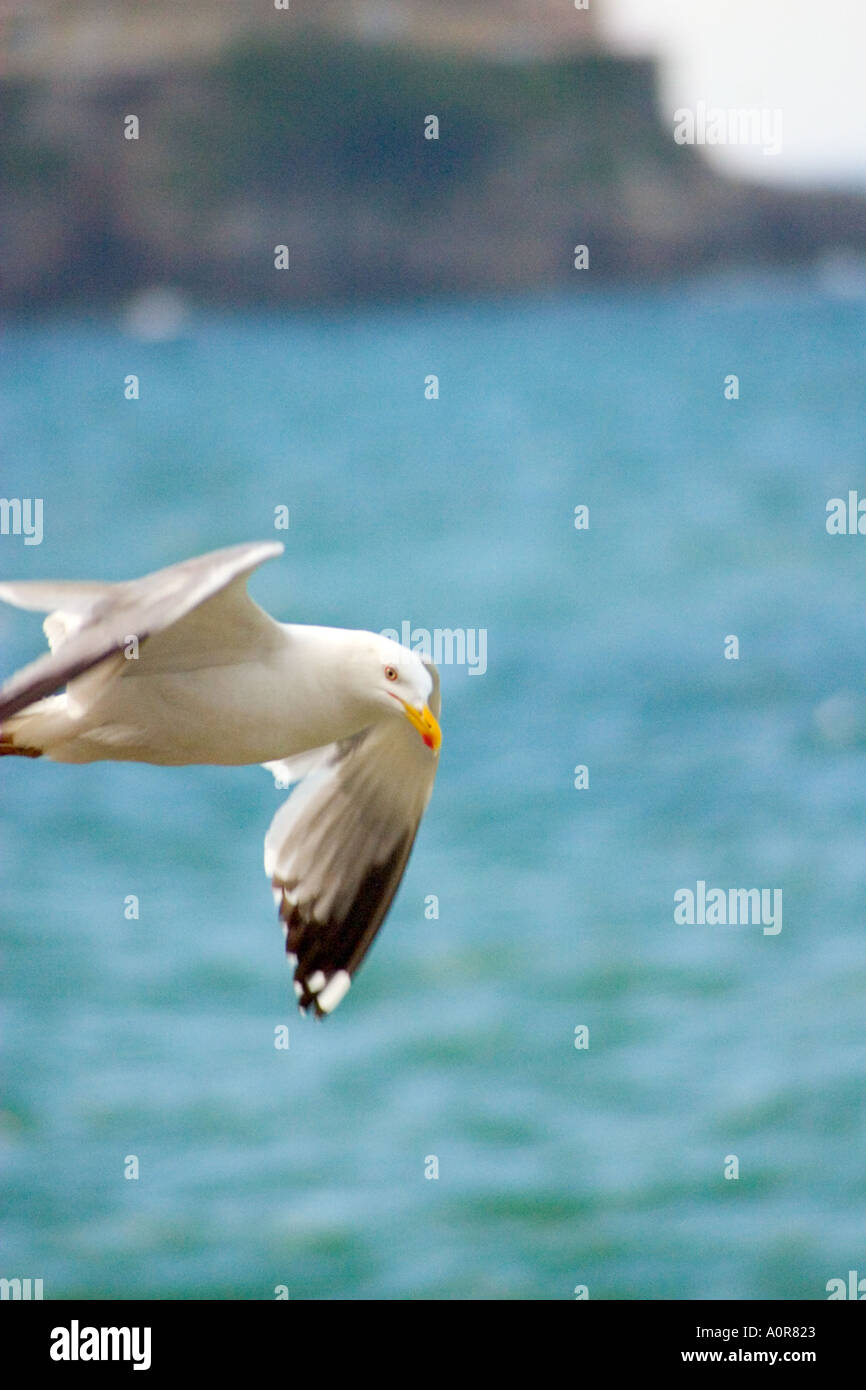 Side-view of seagull flying over the sea Stock Photo - Alamy