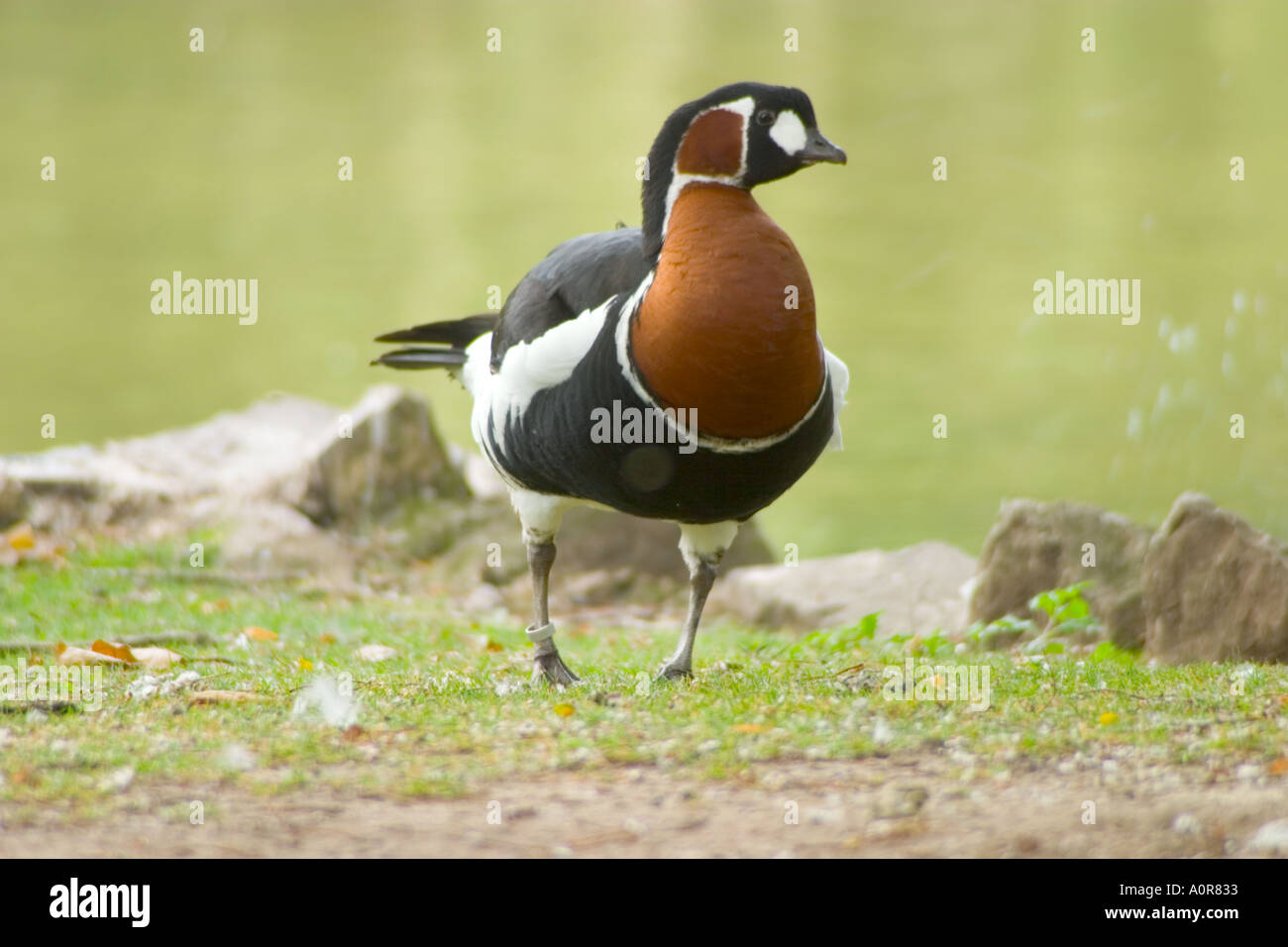 Red-breasted goose (Branta ruficollis Stock Photo - Alamy