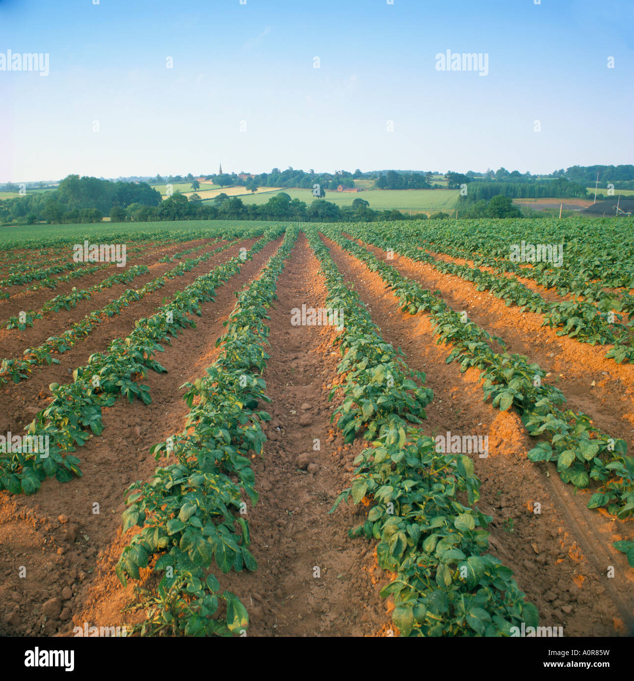 Field of potatoes growing on sandstone soil Warwickshire England United ...