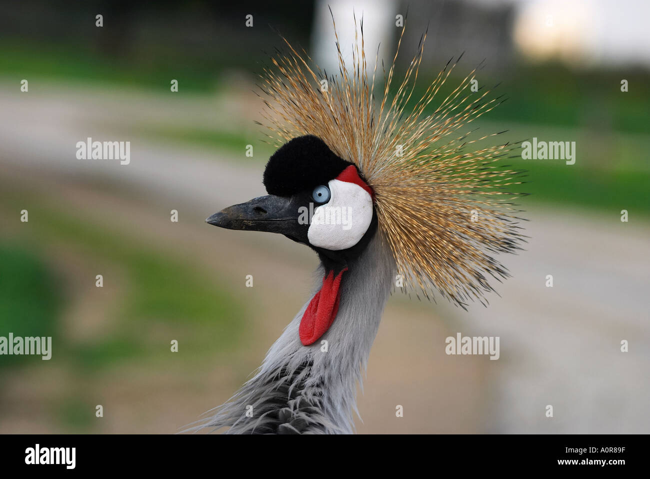 Kevin the crane hi-res stock photography and images - Alamy