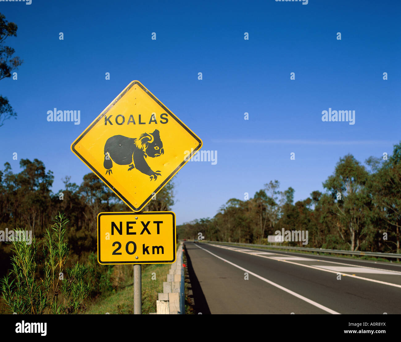 Street sign warning koala crossing Stock Photo - Alamy
