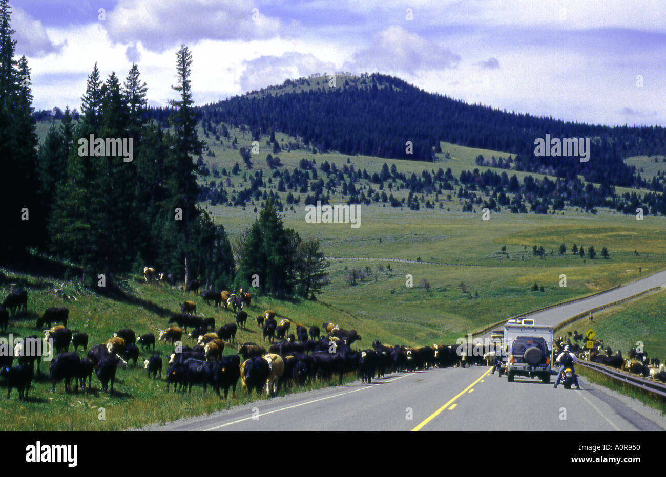 Western Cattle Drive Modern Day Moving them to the High Country Stock ...