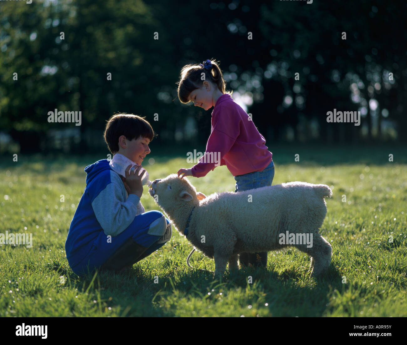 Sheep with children hi-res stock photography and images - Alamy