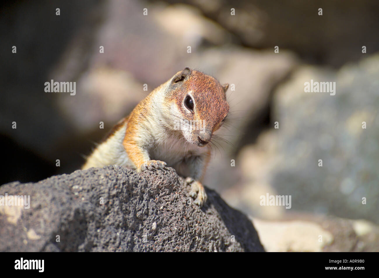 Squirrels of spain hi-res stock photography and images - Alamy