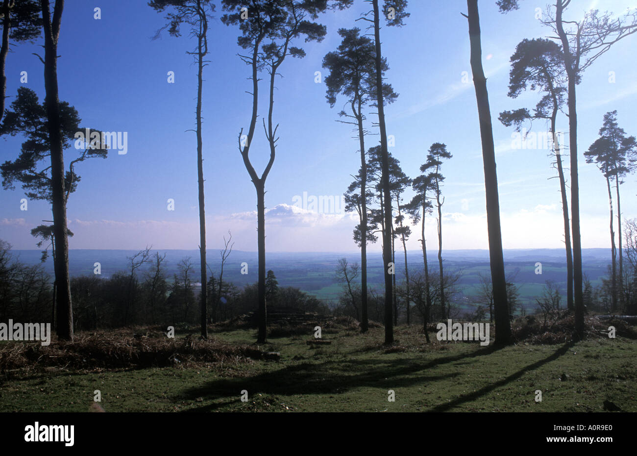 Quantock woods hi-res stock photography and images - Alamy