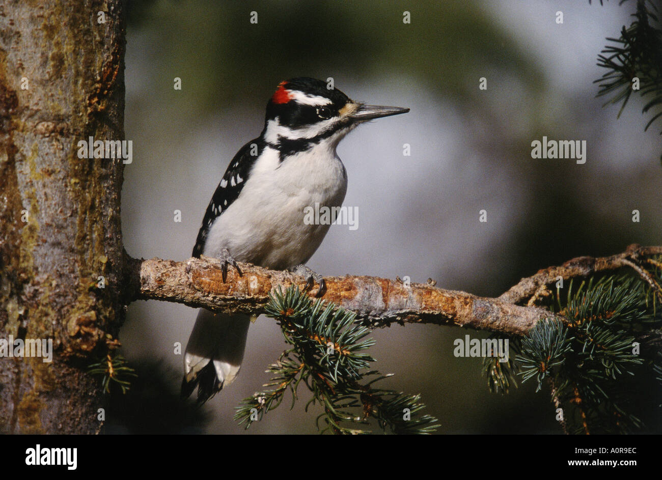 Horizontal downey woodpecker resting in a spruce tree Birds of North ...