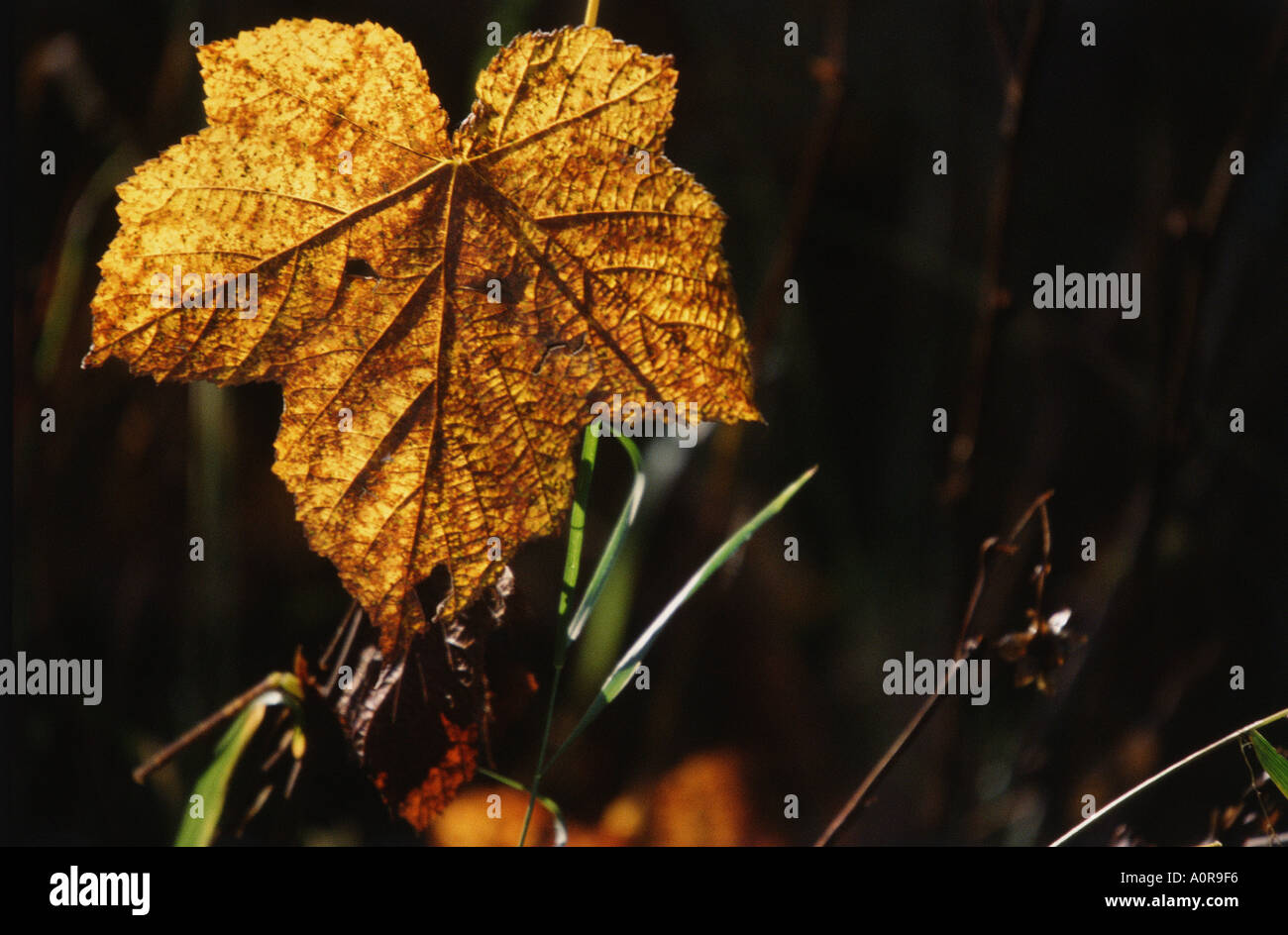 Horizontal autumn colours Stock Photo - Alamy