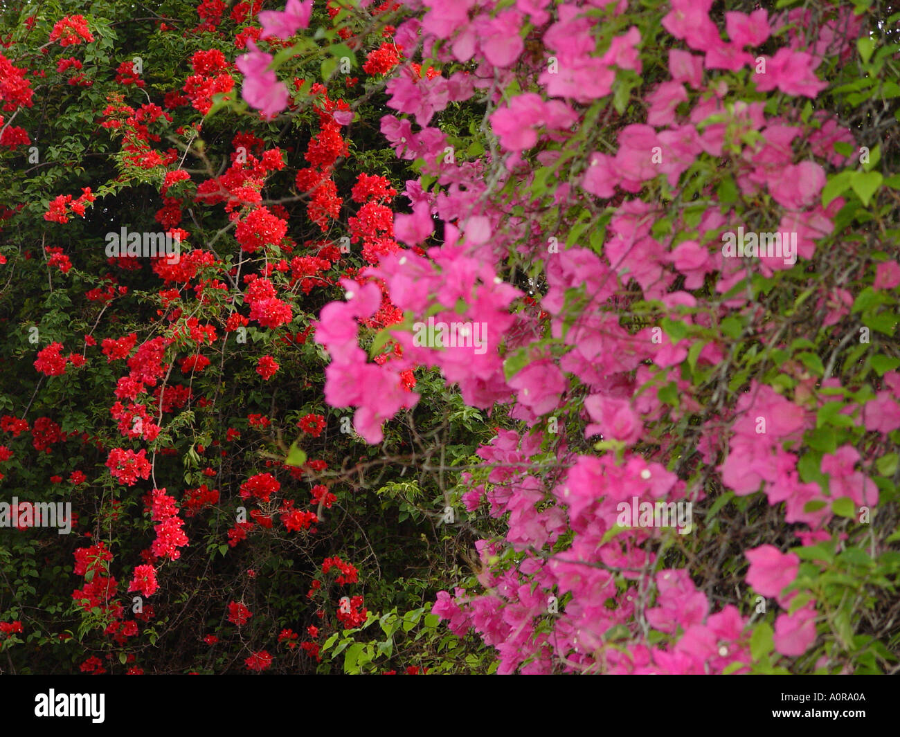 Film the color purple Cut Out Stock Images & Pictures - Alamy