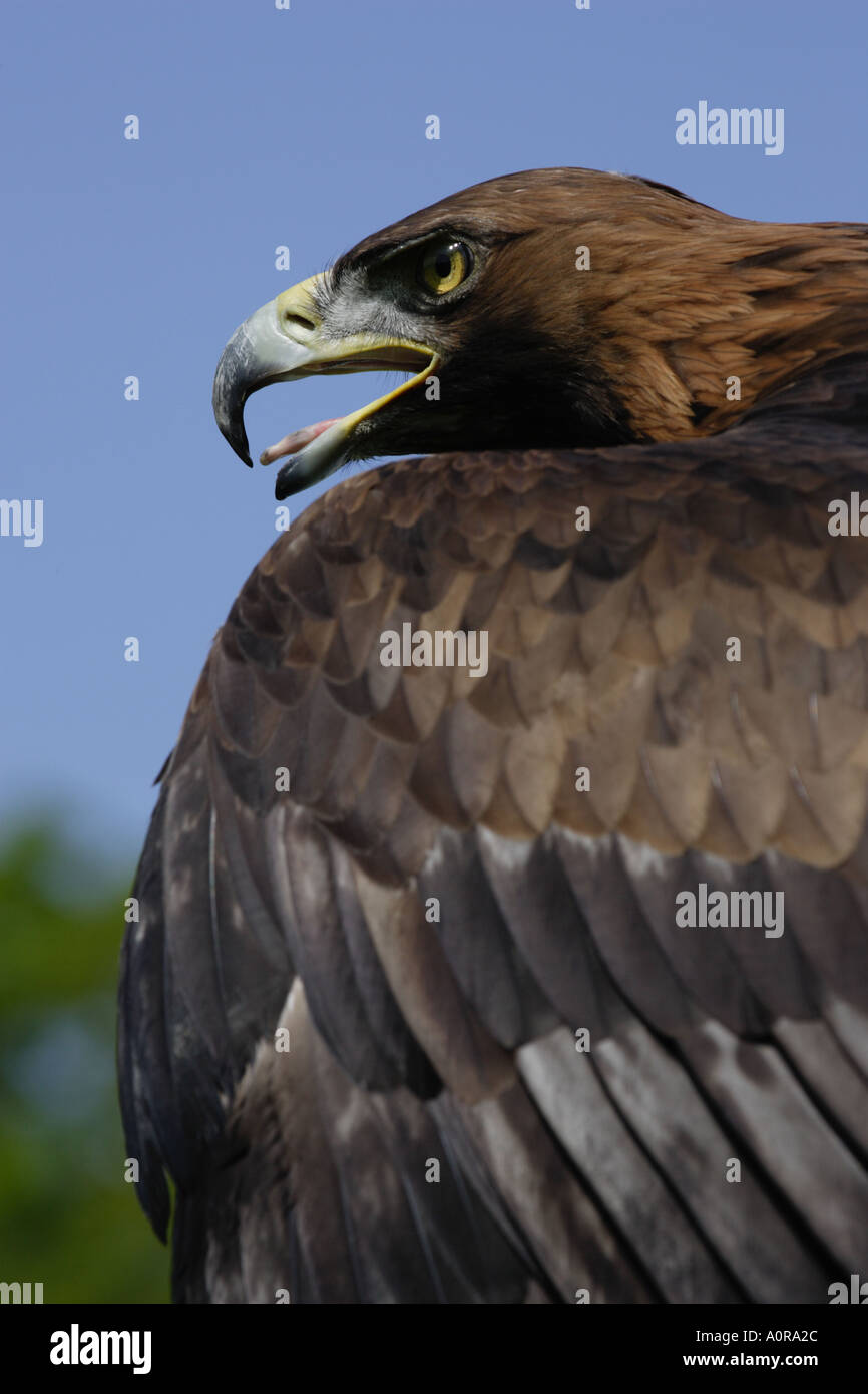 Golden eagle aquila chrysaetos calling hi-res stock photography and ...