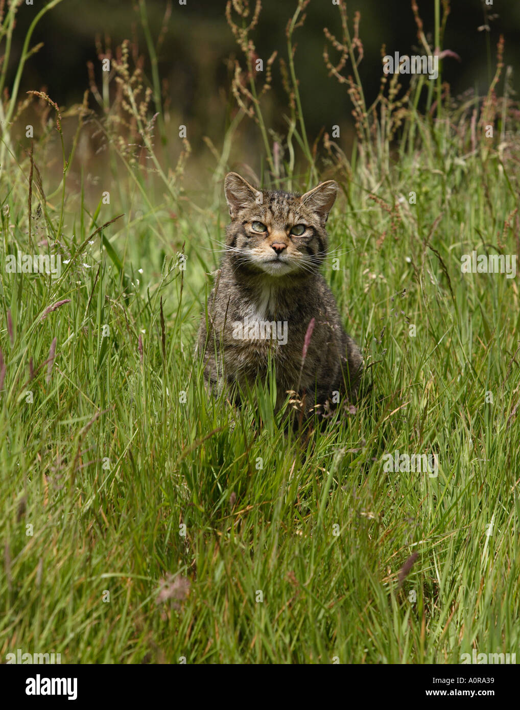 Scottish wildcat cairngorms hi-res stock photography and images - Alamy