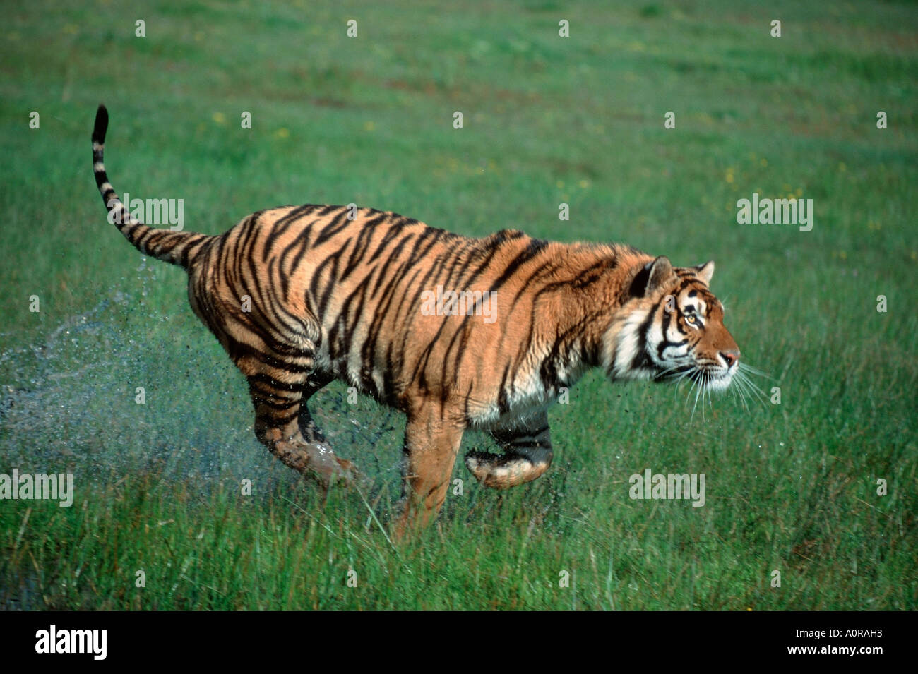 Bengal Tiger / Indischer Tiger / Koenigstiger Stock Photo - Alamy