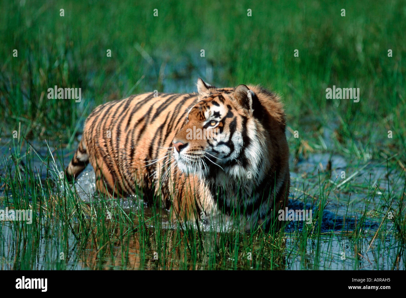 Bengal Tiger / Indischer Tiger / Koenigstiger Stock Photo - Alamy