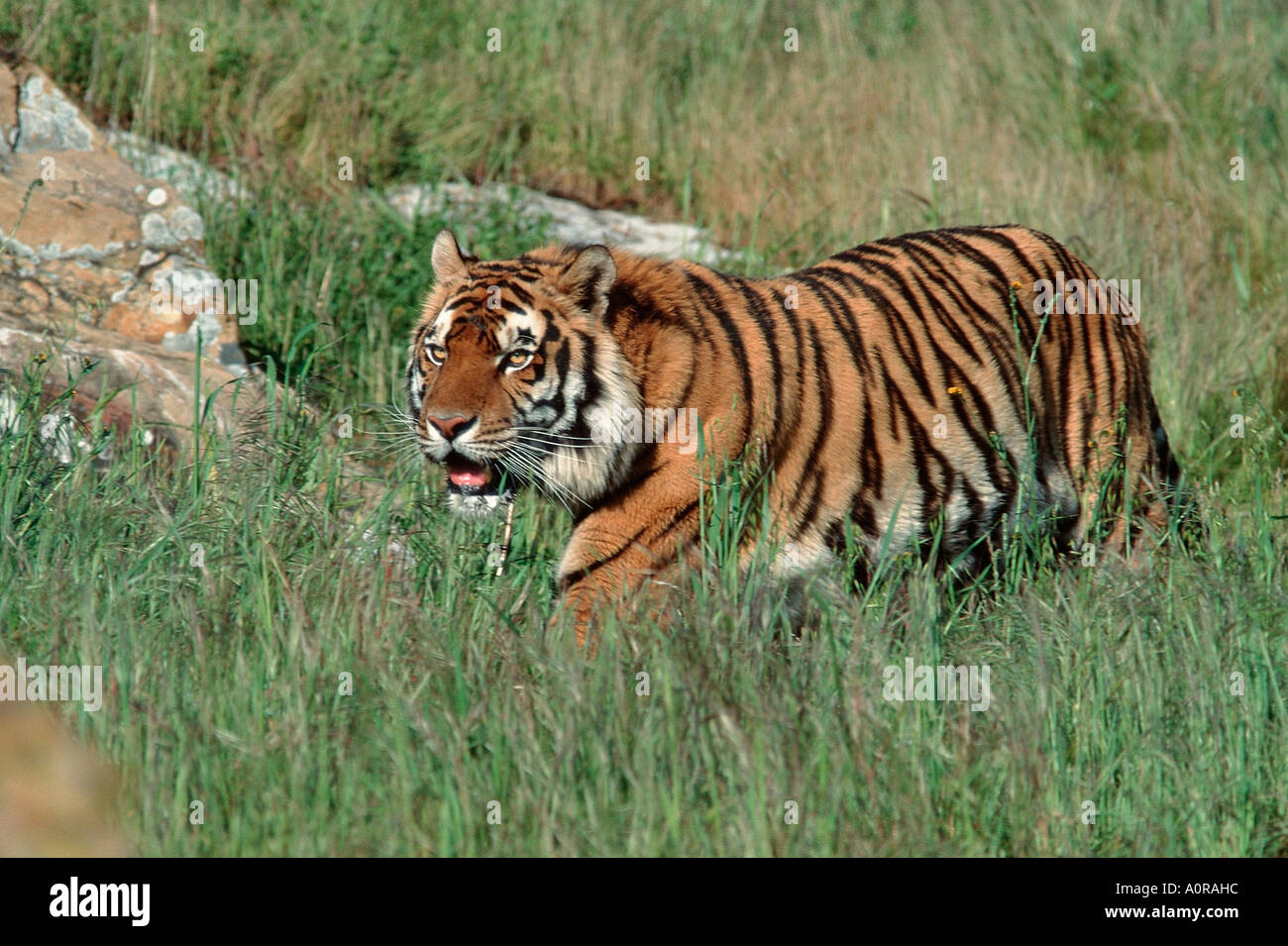 Bengal tiger koenigstiger panthera tigris hi-res stock photography and ...