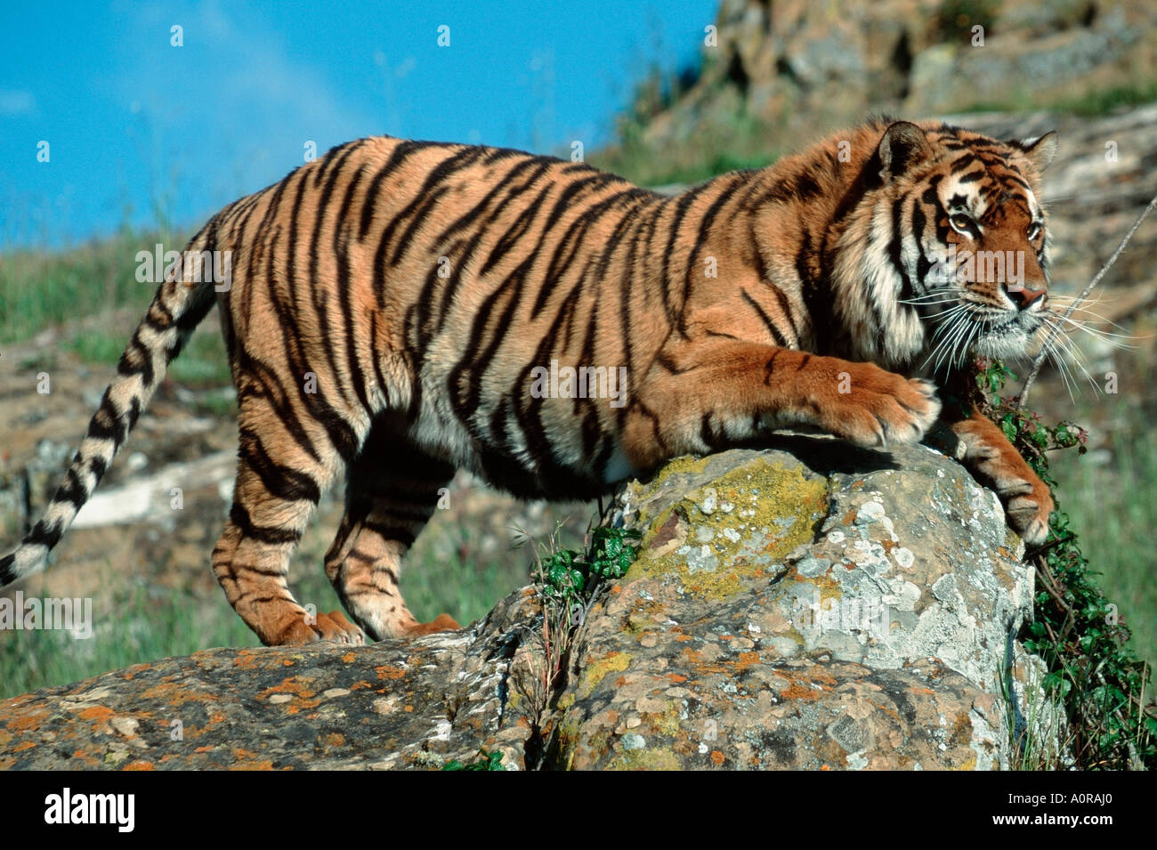 Bengal Tiger / Indischer Tiger / Koenigstiger Stock Photo: 5745311 - Alamy