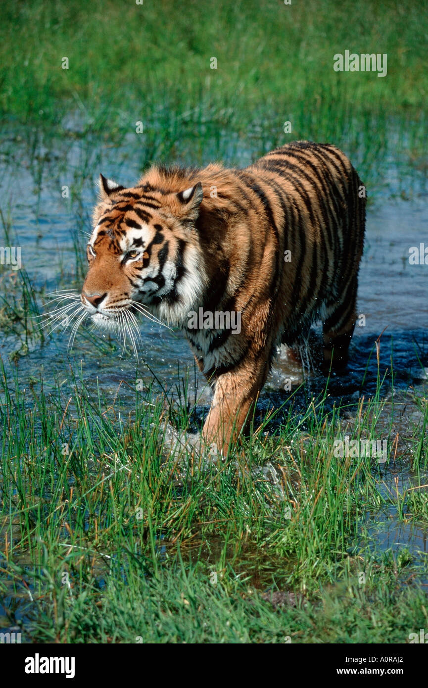 Bengal tiger koenigstiger panthera tigris hi-res stock photography and ...