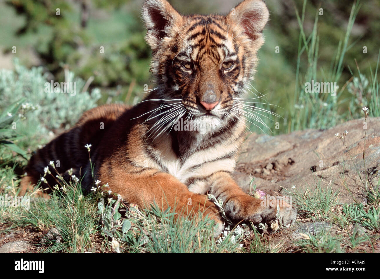 Bengal Tiger / Indischer Tiger / Koenigstiger Stock Photo - Alamy