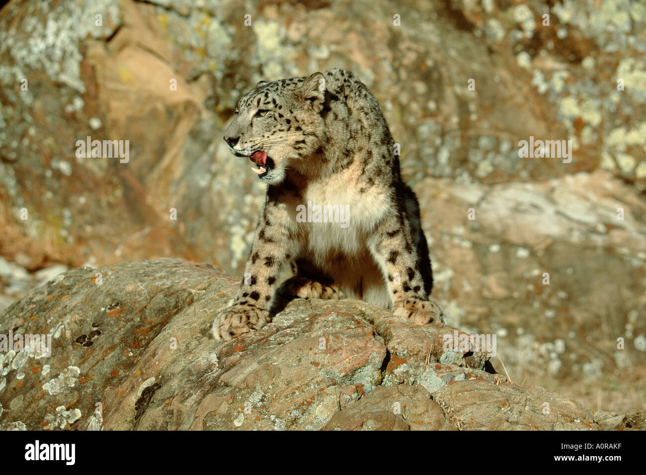 Schneeleopard adult hi-res stock photography and images - Alamy