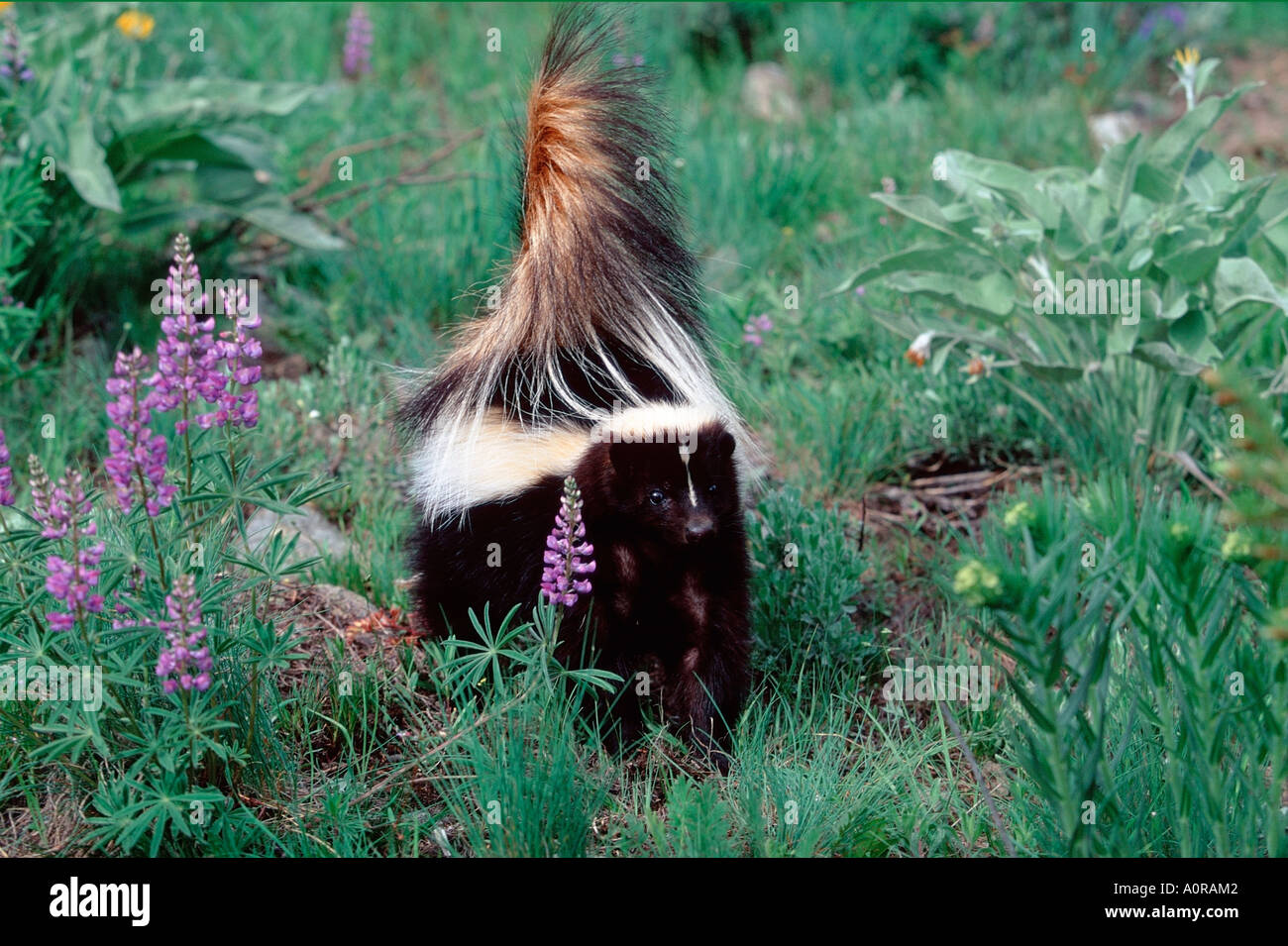 Striped Skunk / Stinktier / Streifenskunk Stock Photo - Alamy