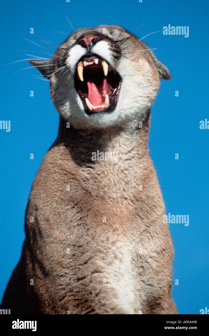 Cougar hissing felis concolor puma fauchend hi-res stock photography ...