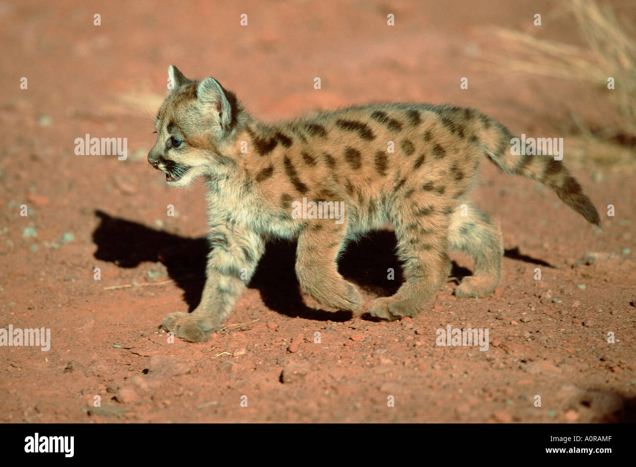Cougar / Mountain Lion / Silberloewe / Puma Stock Photo - Alamy