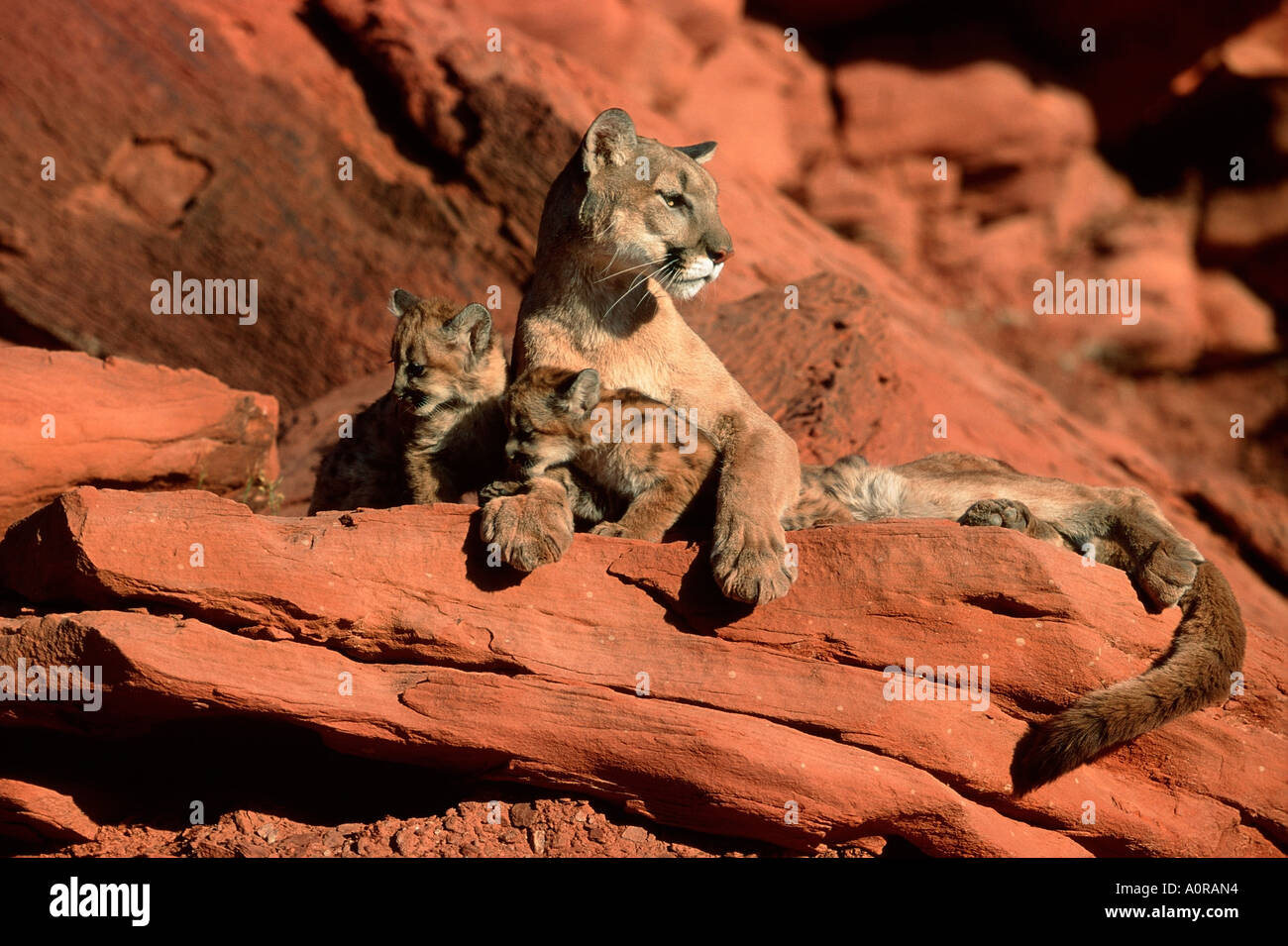 Cougar / Mountain Lion / Silberloewe / Puma Stock Photo - Alamy