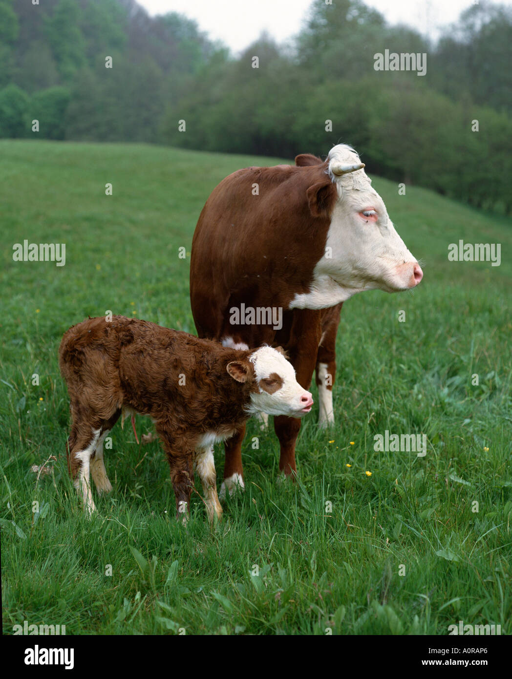 Hinterwaelder hi-res stock photography and images - Alamy