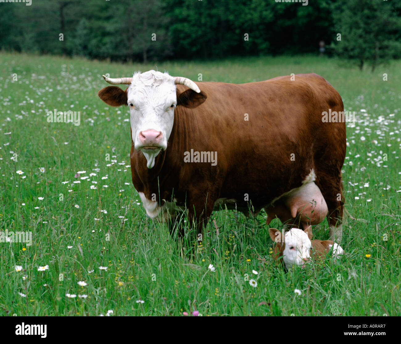 Cattle / Hinterwalder Rind Stock Photo - Alamy