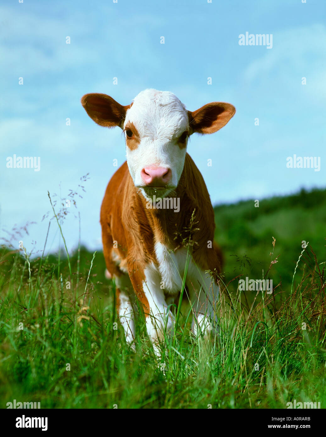 Hinterwaelder hi-res stock photography and images - Alamy