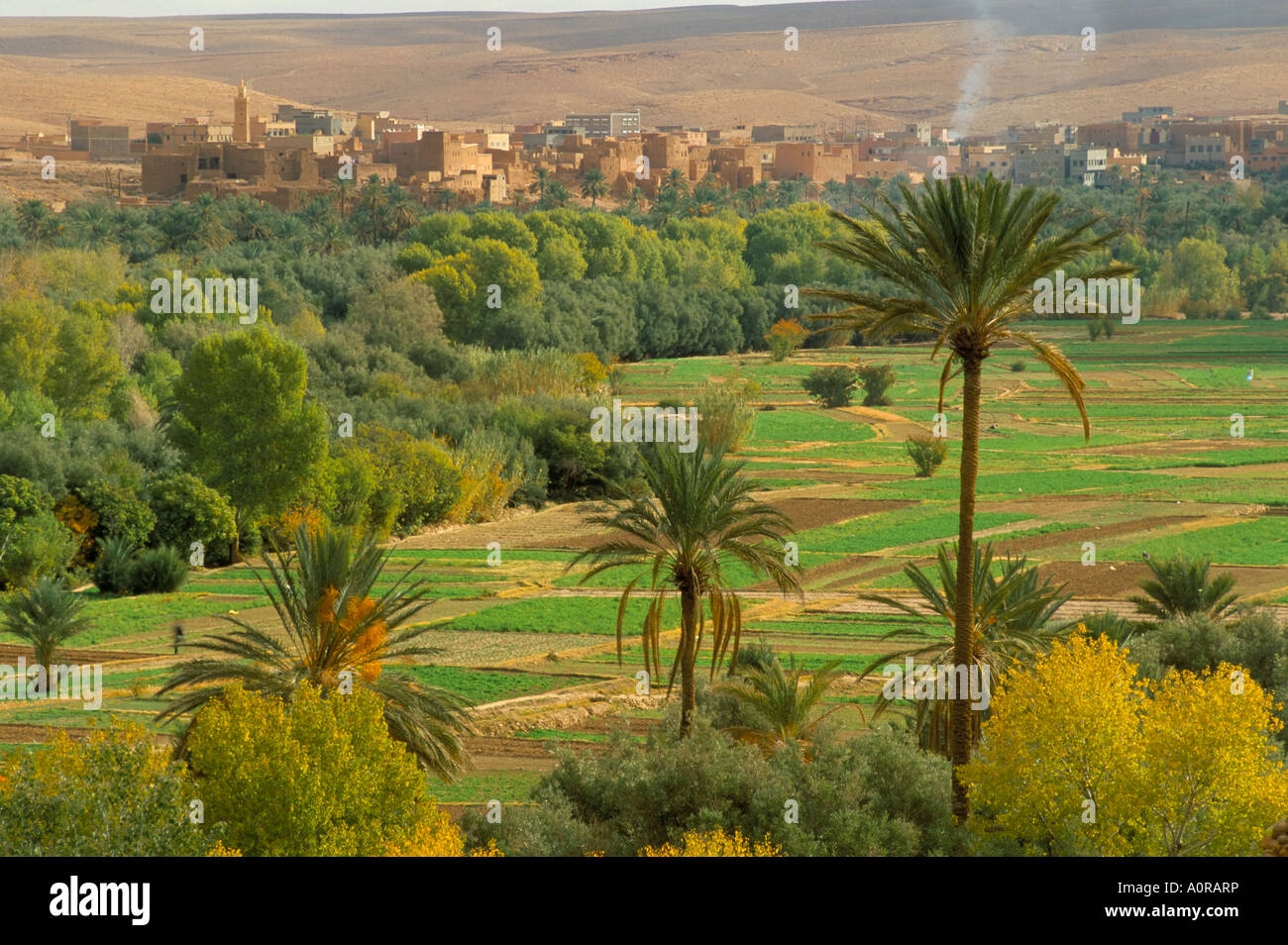 Moroccan oasis farm hi-res stock photography and images - Alamy