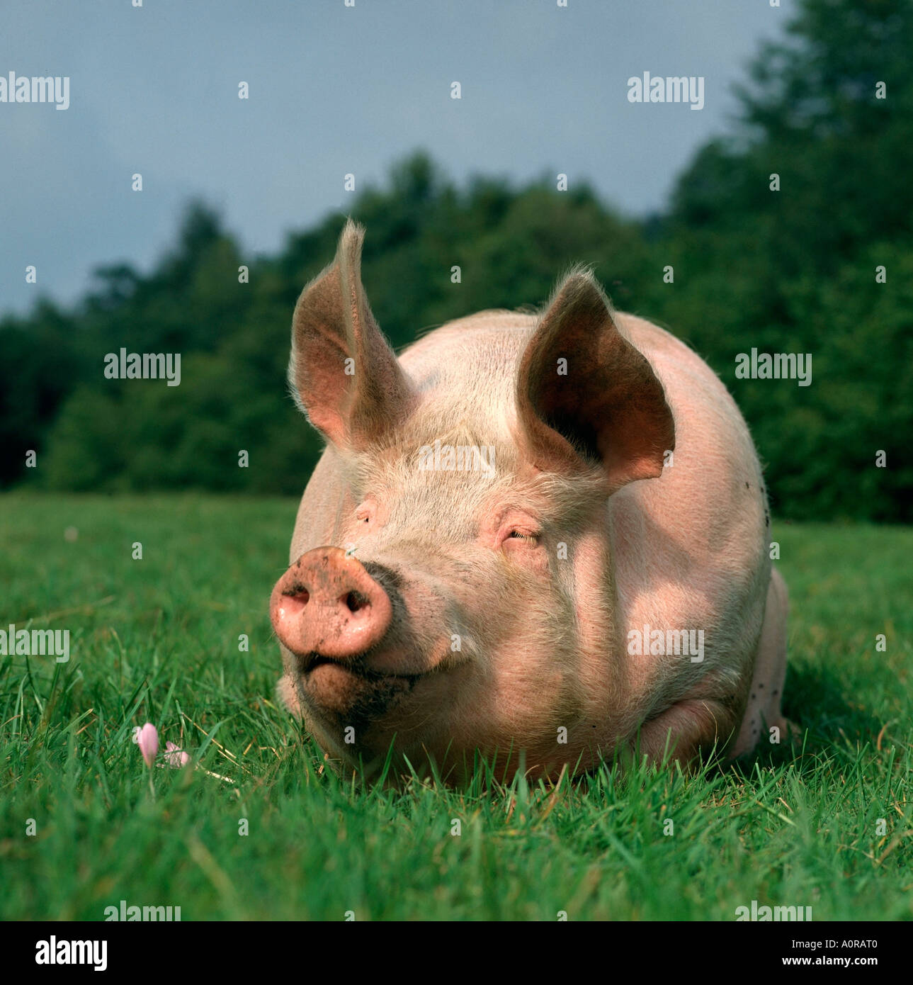 The pig hi-res stock photography and images - Alamy