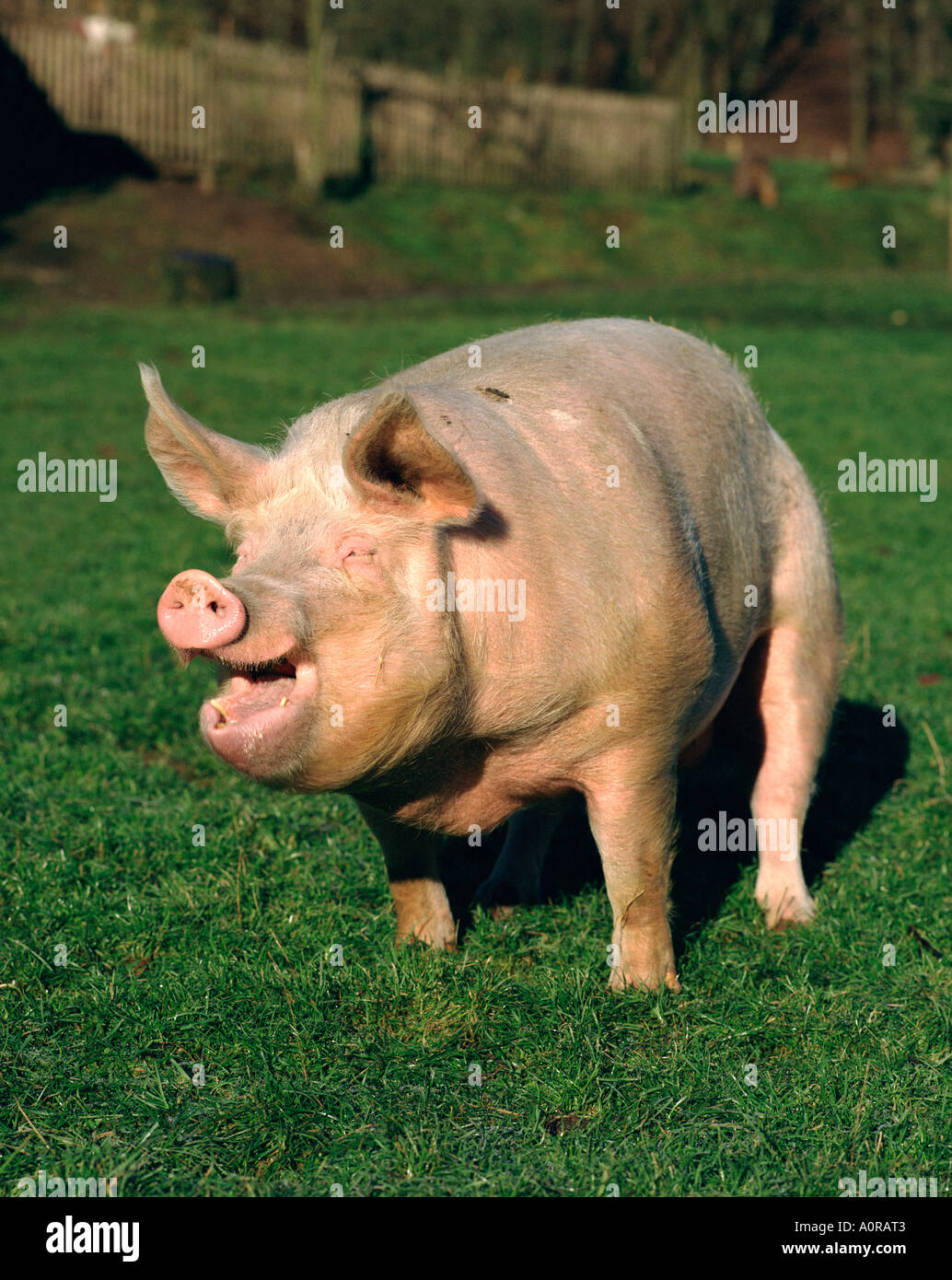 The pig hi-res stock photography and images - Alamy