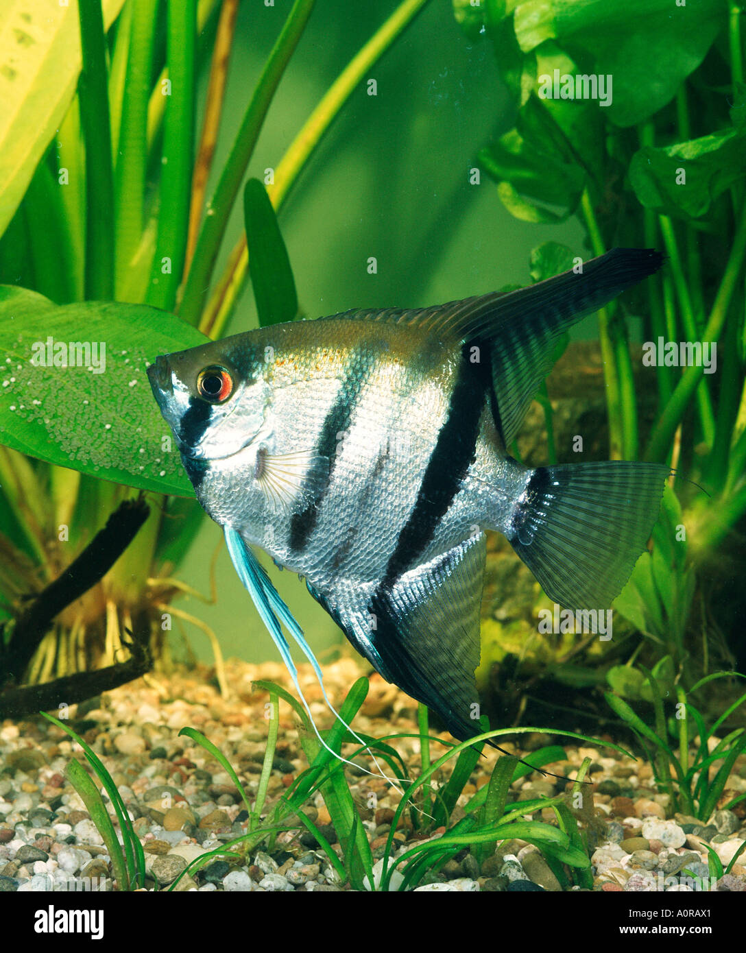 Freshwater angelfish longfin angelfish hi-res stock photography and ...