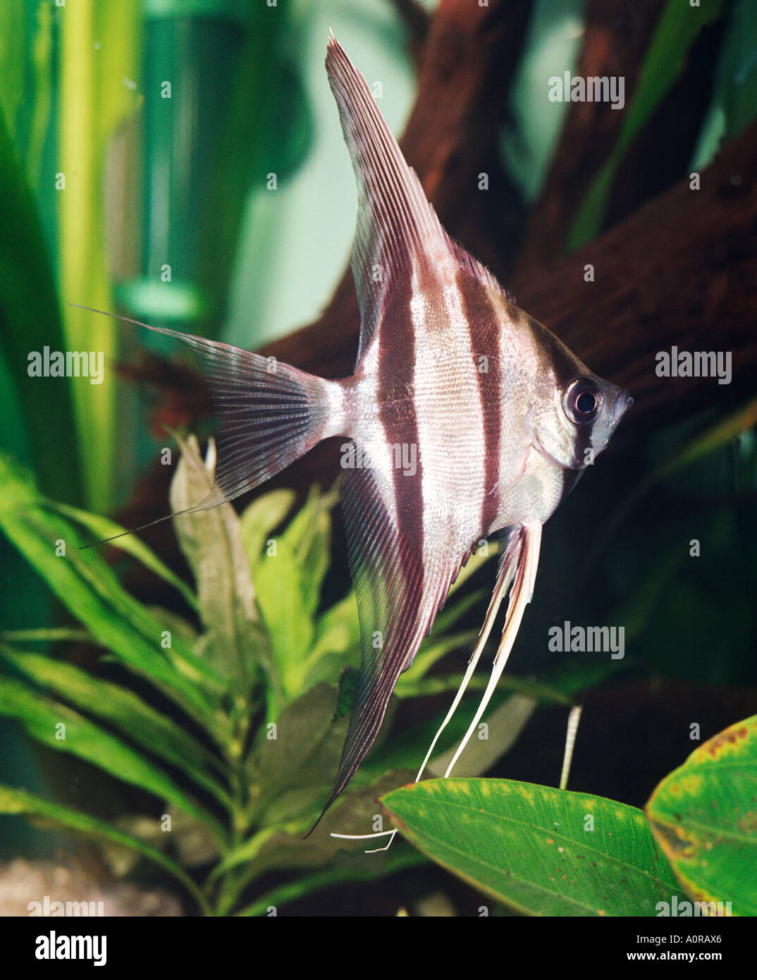 Altum angelfish hi-res stock photography and images - Alamy