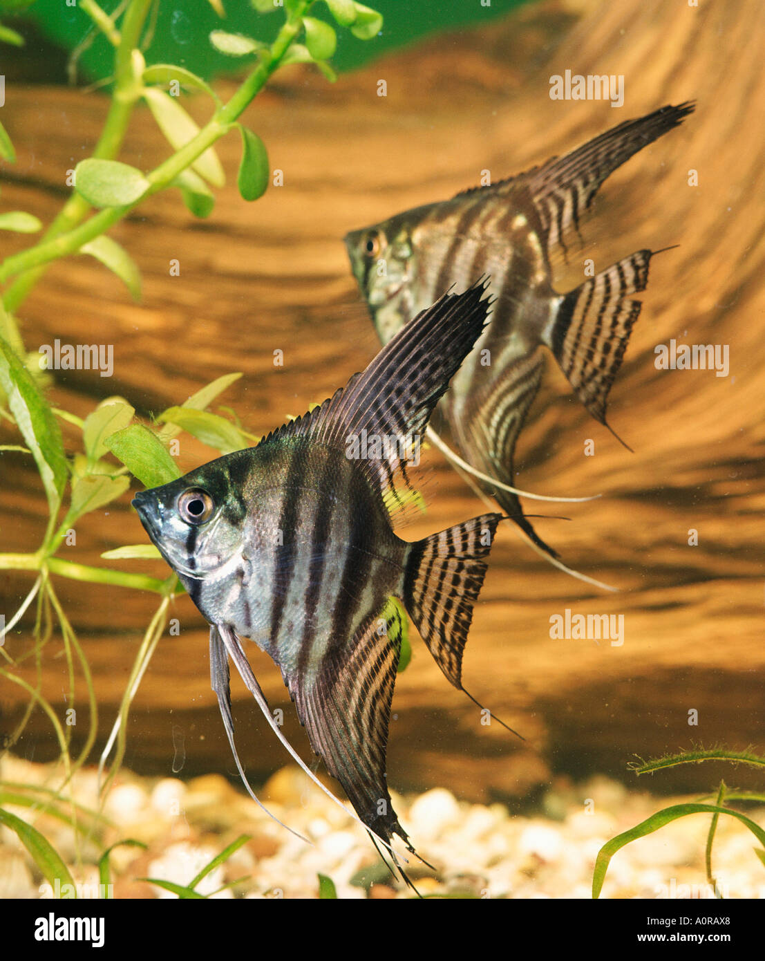 Longfin angelfish hi-res stock photography and images - Alamy