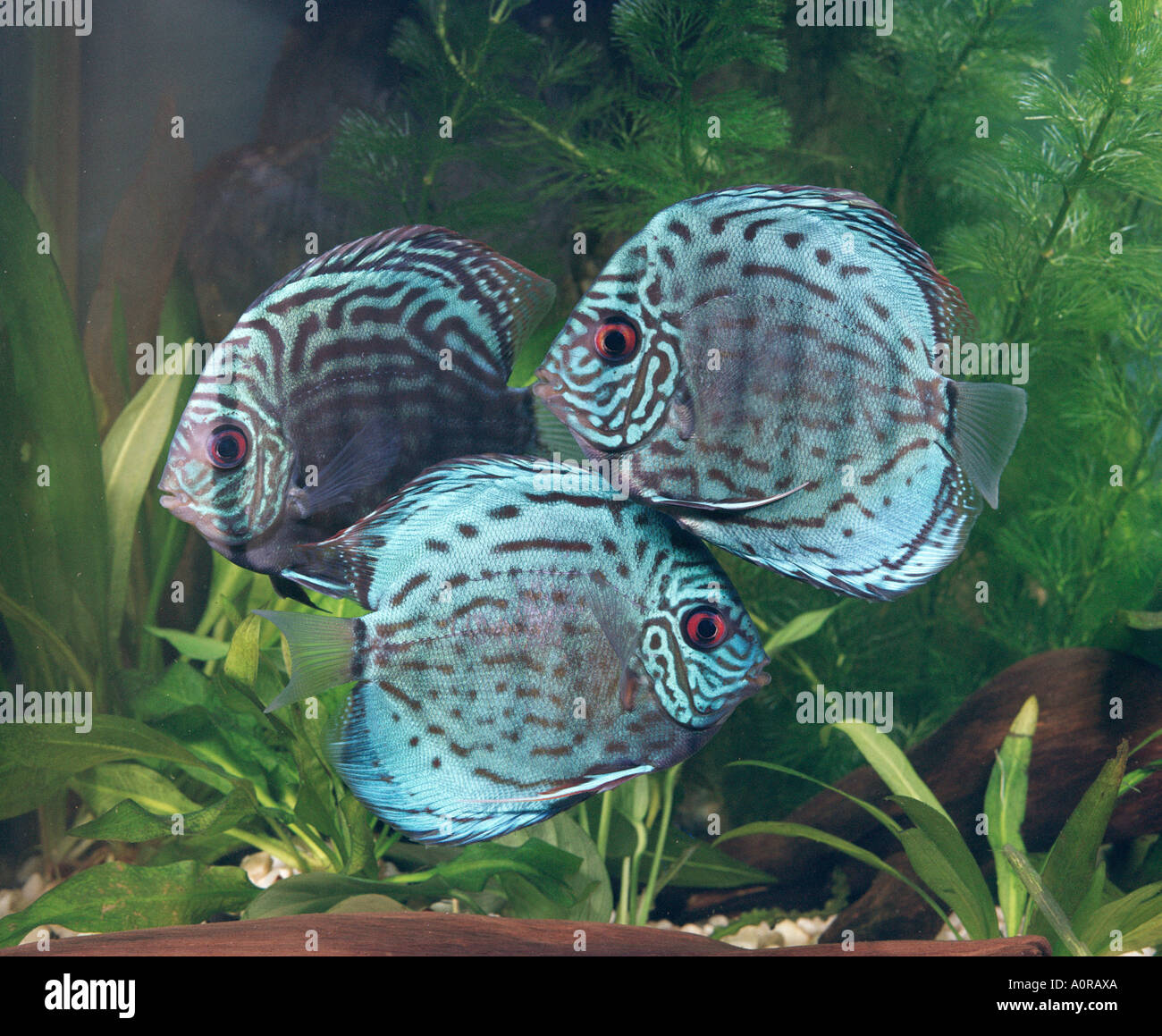 Symphysodon discus aequifasciata hi-res stock photography and images ...