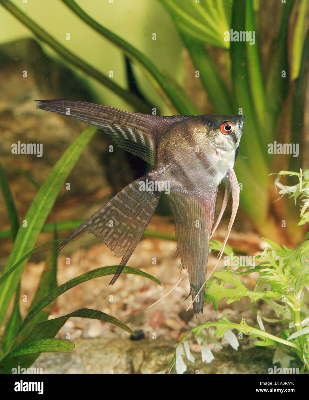 Freshwater Angelfish / Longfin Angelfish Stock Photo - Alamy