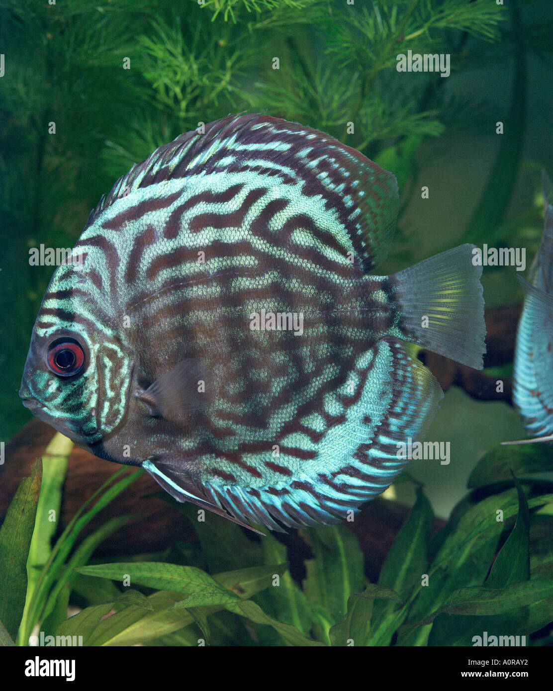 Symphysodon discus aequifasciata hi-res stock photography and images ...