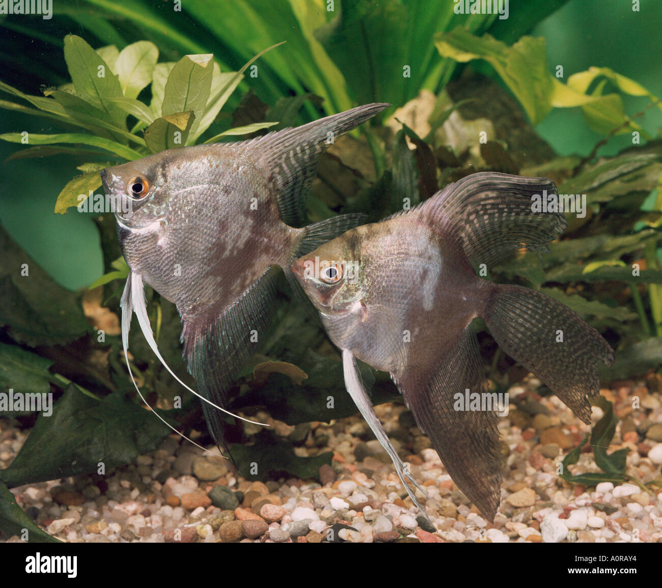 Freshwater angelfish hi-res stock photography and images - Alamy