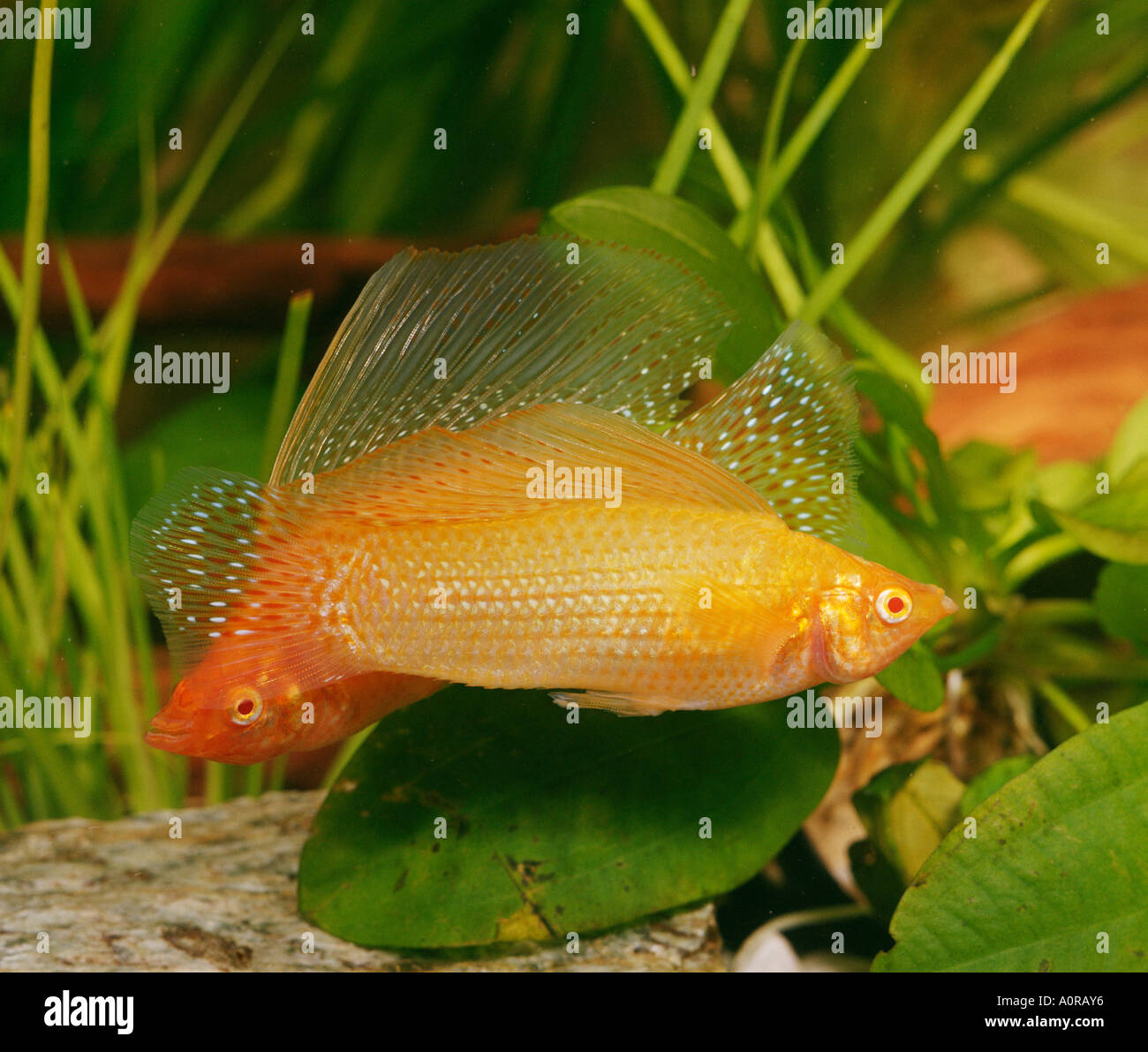 Giant Sailfin Molly Stock Photo - Alamy