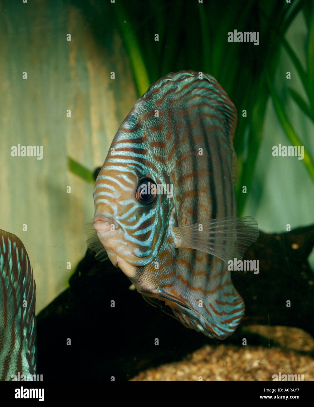 Symphysodon discus aequifasciata hi-res stock photography and images ...