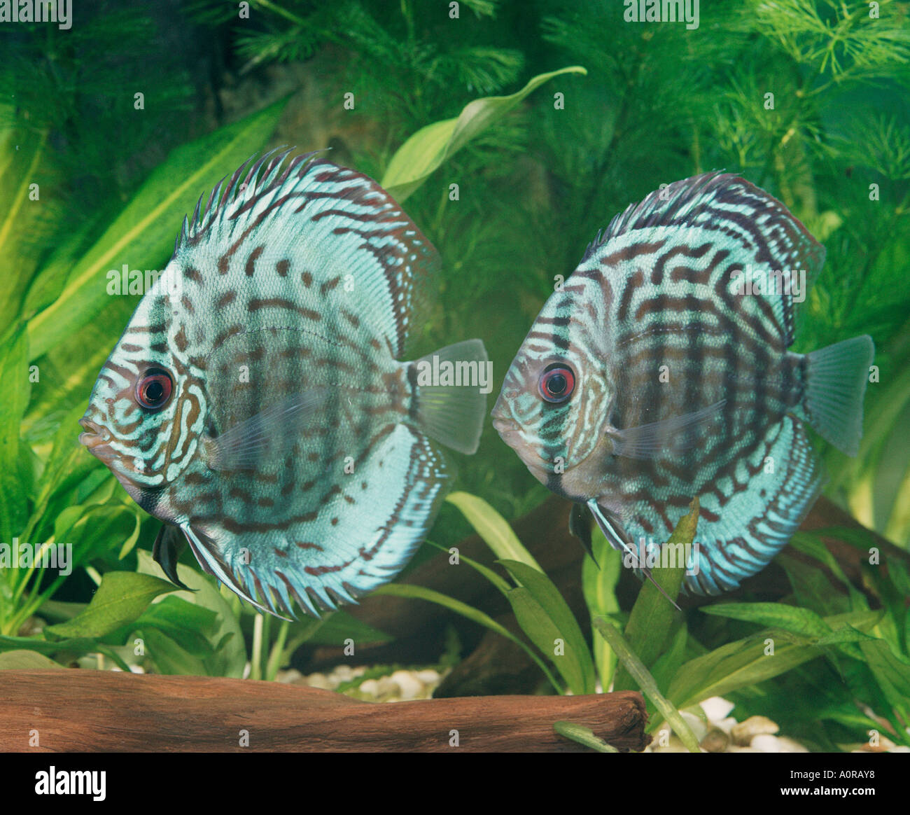 Symphysodon discus aequifasciata hi-res stock photography and images ...